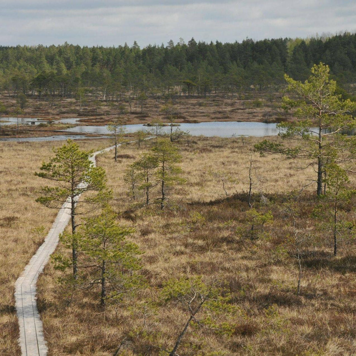 11 facts about peat bogs – for peat's sake
